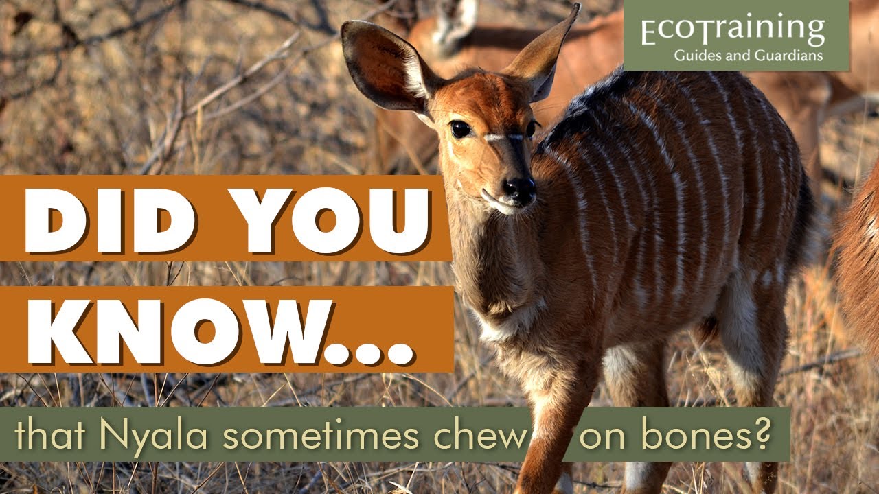 Nyala eating a bone | Learn the facts - YouTube