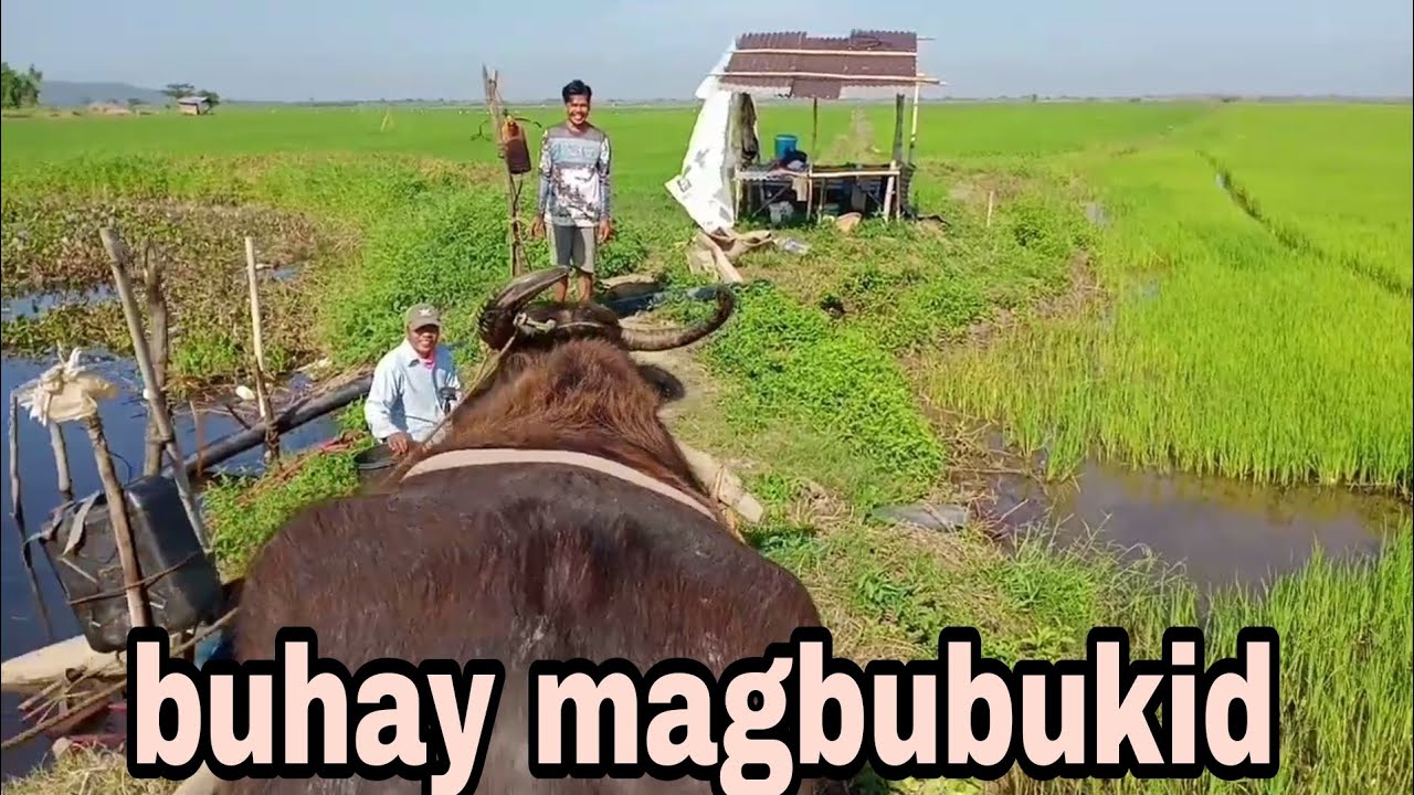 BUHAY MAGBUBUKID - YouTube