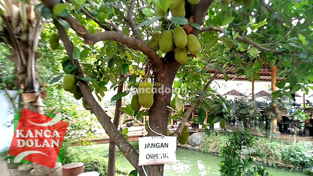 SAUNG RAWA LELE KALIDERES - JAKARTA BARAT - YouTube