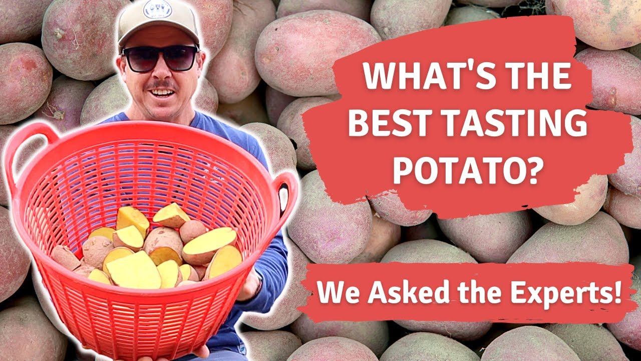 What's the Best Tasting Potato? - YouTube
