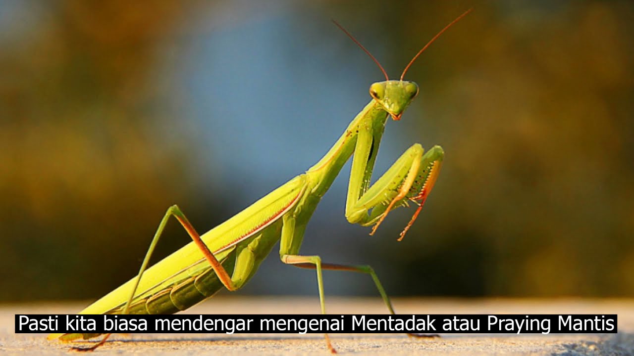 Kisah Sedih Korban Kasih Si Mentadak Jantan - YouTube