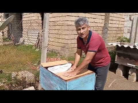 İki arı ailəsini birləşdirməyin ən sadə yolu.