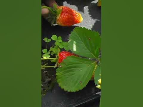 Земляника садовая нейтрального светового дня Мурано#shorts - YouTube