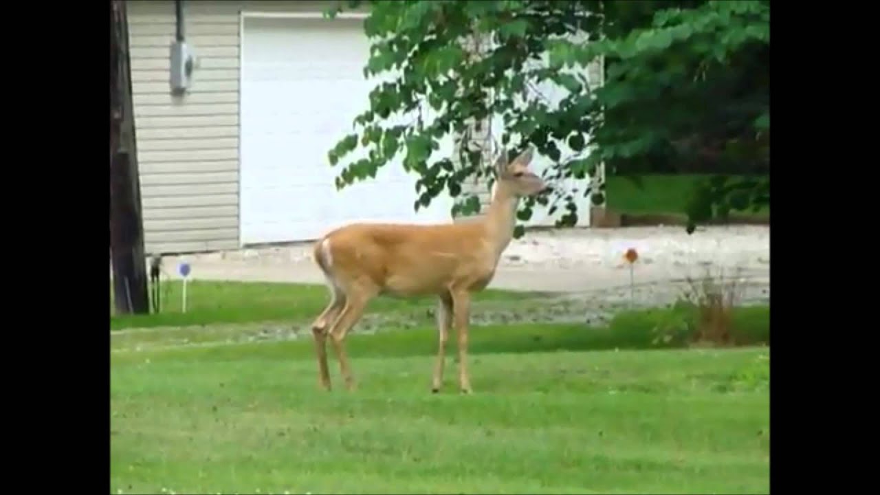 Harlem Shake - Deer Version - YouTube