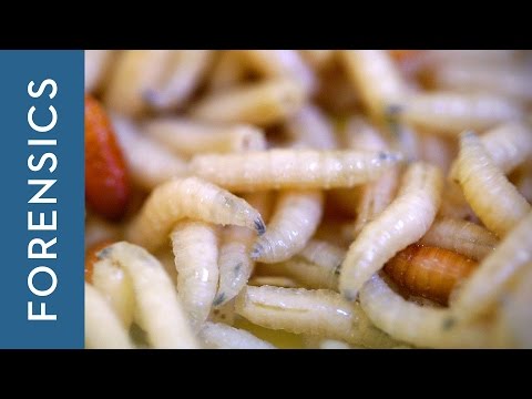 What Two Insects Usually Arrive First To A Dead Body