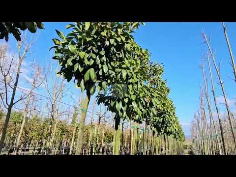 Yaprak Dökmeyen Karayemiş Ağacı-Prunus Laurocerasus-Çap:18-20 cm-Saksı:90 litre