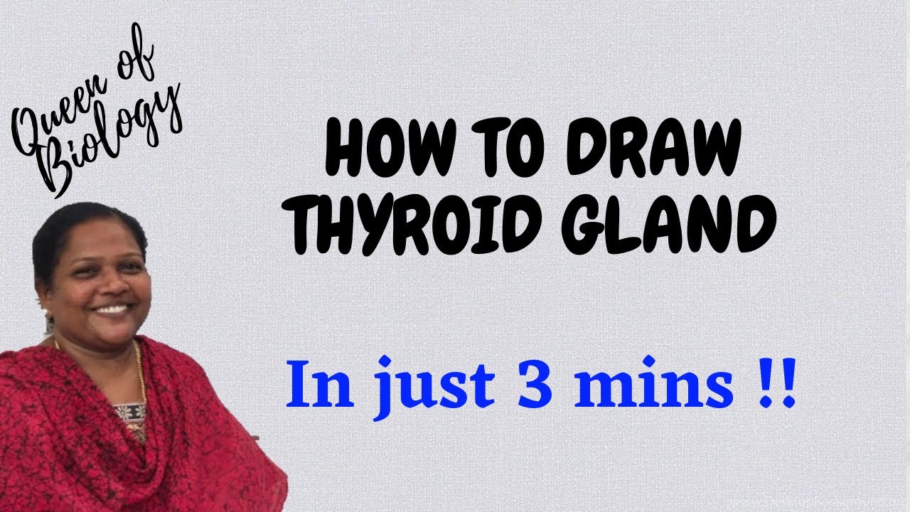 HOW TO DRAW THYROID GLAND IN JUST 3 MINUTES. - YouTube