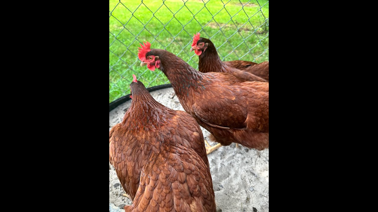 DIY Chicken Dust Bath from a Recycled Tire | Sustainable Farm Life ...