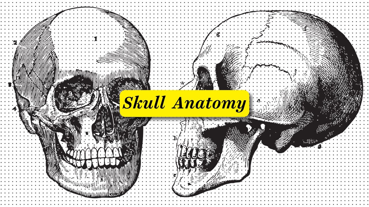 Skull Anatomy VOX Inspired Animation | After Effects | Caligula - YouTube