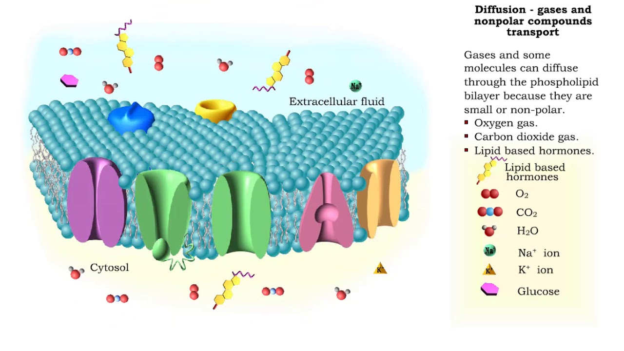 Simple Diffusion - gases and nonpolar compounds transport - YouTube