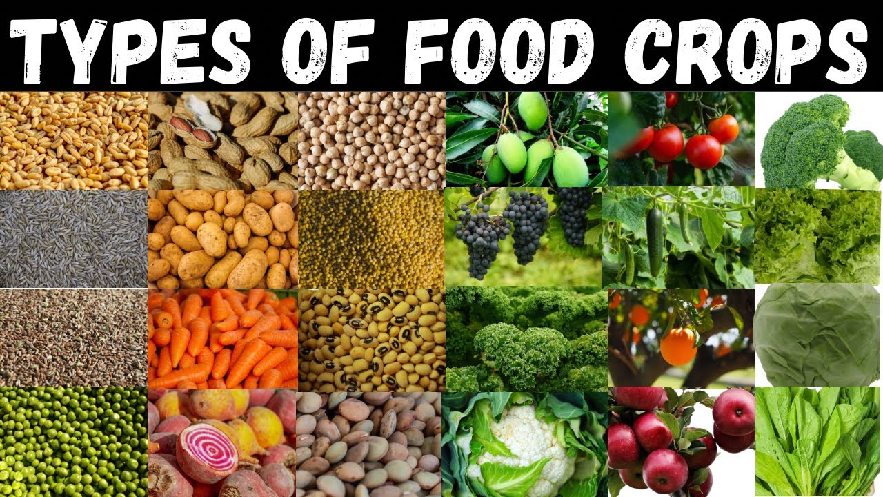 Types Of Food Crops | Food Crops | Food Crops For Kids #crops # ...