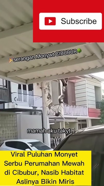 Berita Viral Puluhan Monyet Serbu Perumahan Mewah Di Cibubur Youtube