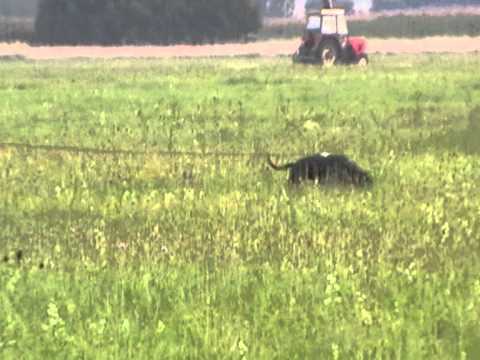 Výcvik psa Black Jack stopa 092010.MOD - YouTube
