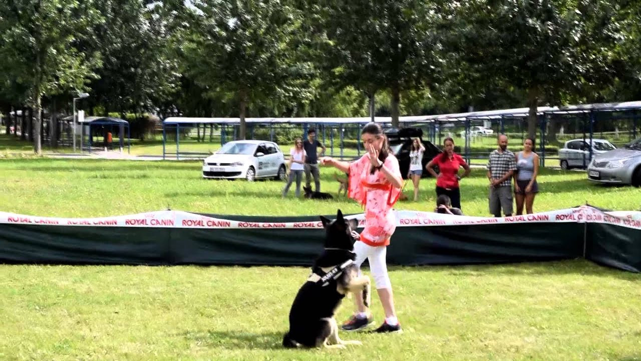 K9 Dancers Dog Dancing Competition: Dinulescu Teodora & Lord - YouTube