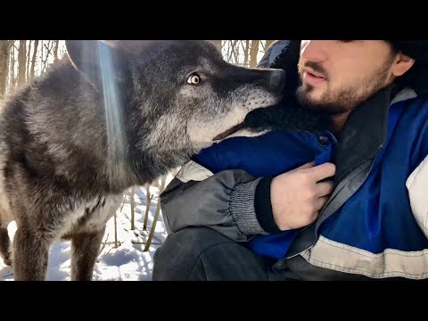 Волк Акела охотится на меня, целится в горло. Мартовские ВОЛКИ.