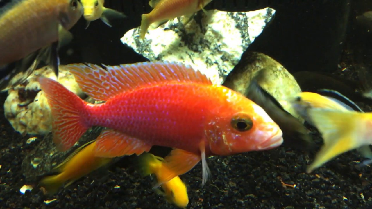 Peacock, Mbuna, and Frontosa African Cichlid Fish Room Tour - YouTube
