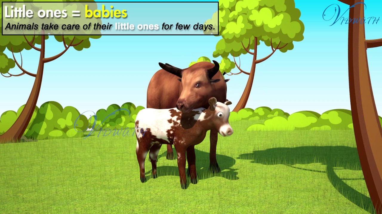 CBSE A Tale Of Two Birds YouTube cbse-a-tale-of-two-birds-youtube