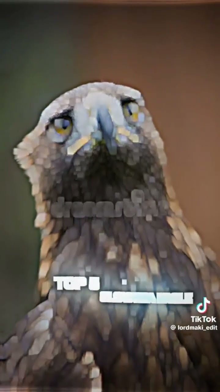 top 16 mose handsome eagle in the world 🦅🦅🦅 - YouTube