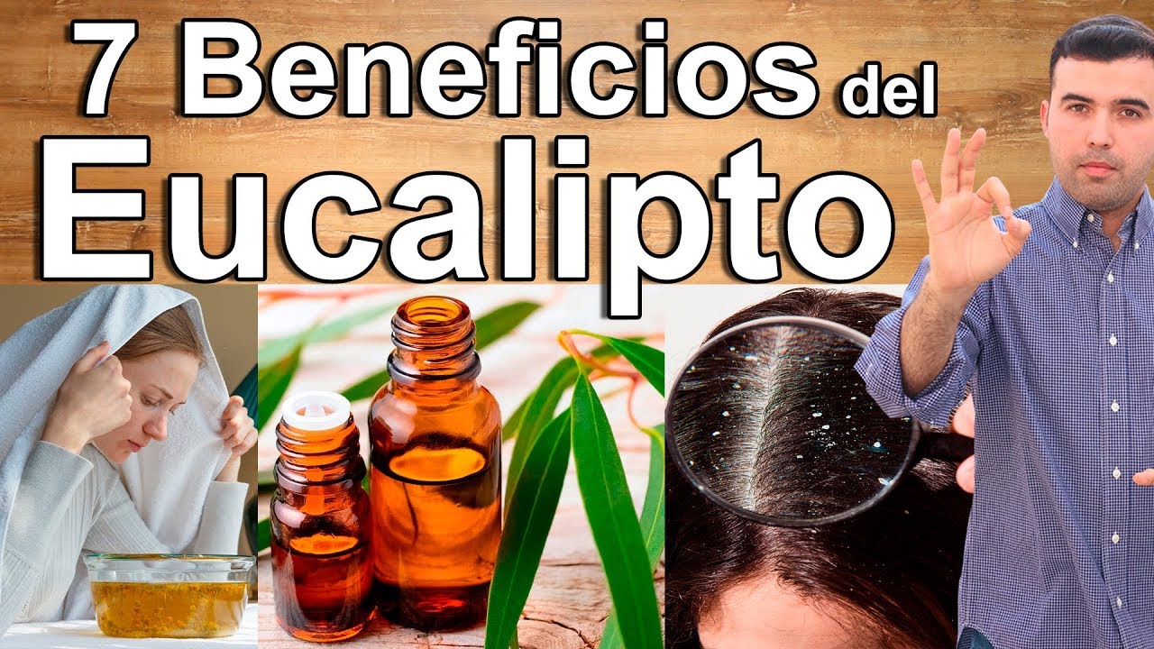 PARA QUE SIRVE EL EUCALIPTO - 7 Beneficios y Propiedades Curativas del ...