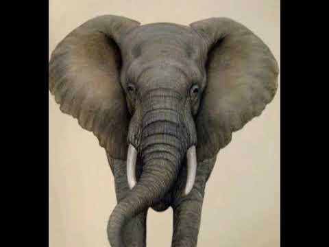 African Bush Elephant Bellow 🐘 🔊 - YouTube