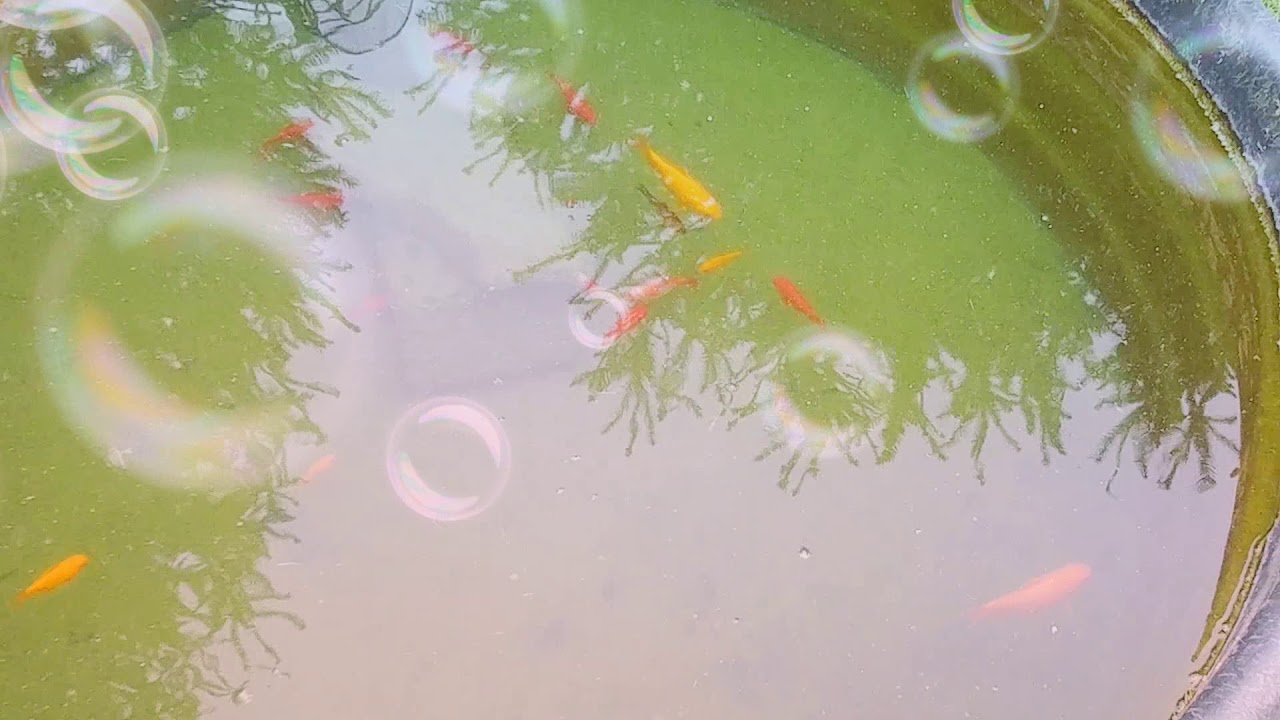 Poisson rouge - YouTube