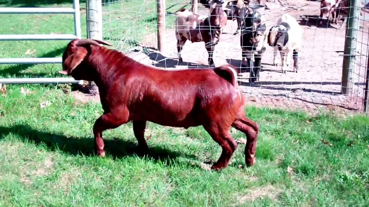 SOLD ~ MAX Boer Goats THE FIREMAN ~ SHOW PROSPECT - YouTube