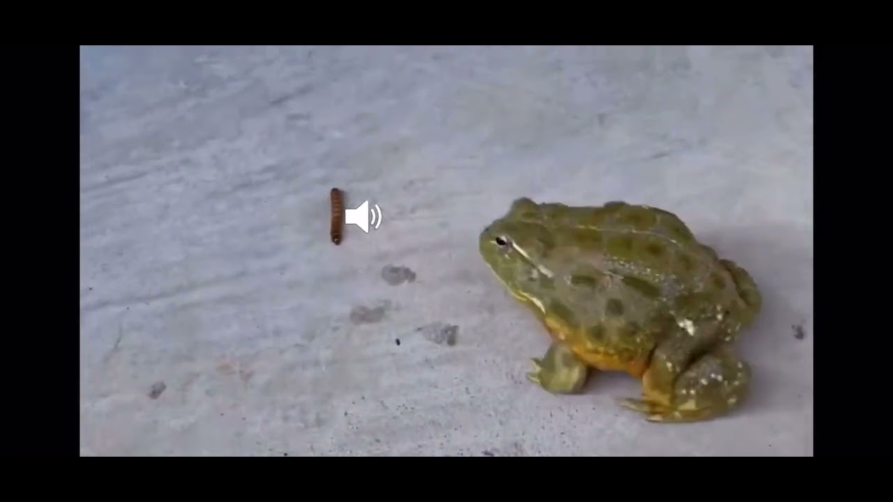 frog v4 (repost) - YouTube