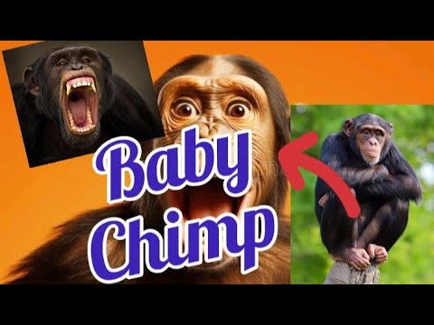 Pilot Flies Baby Chimp for the Sweetest Reason 🐒 ️ - YouTube