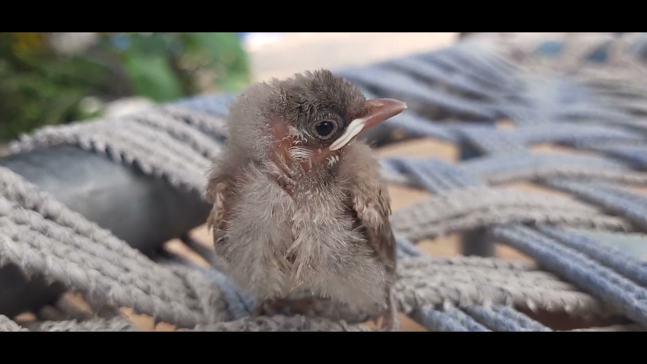 save bird - YouTube
