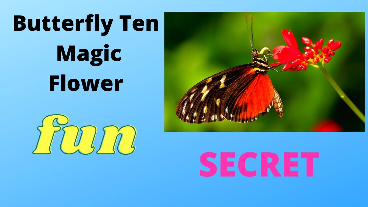 Butterfly Ten Magic Secret with flower - YouTube