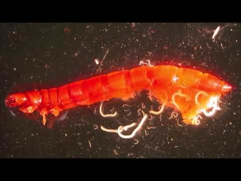 Can Beneficial Nematodes Infect Fleas