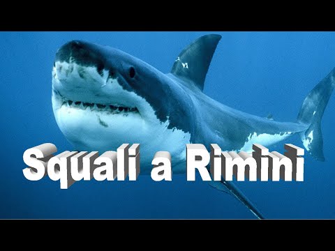 Squali a Rimini - Sharks in Rimini - YouTube