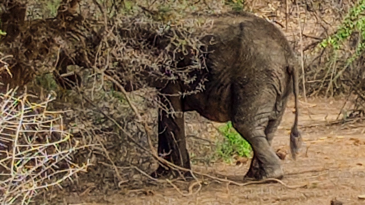 Reason Why You Should Never Mess With Elephants! 🥺 - YouTube