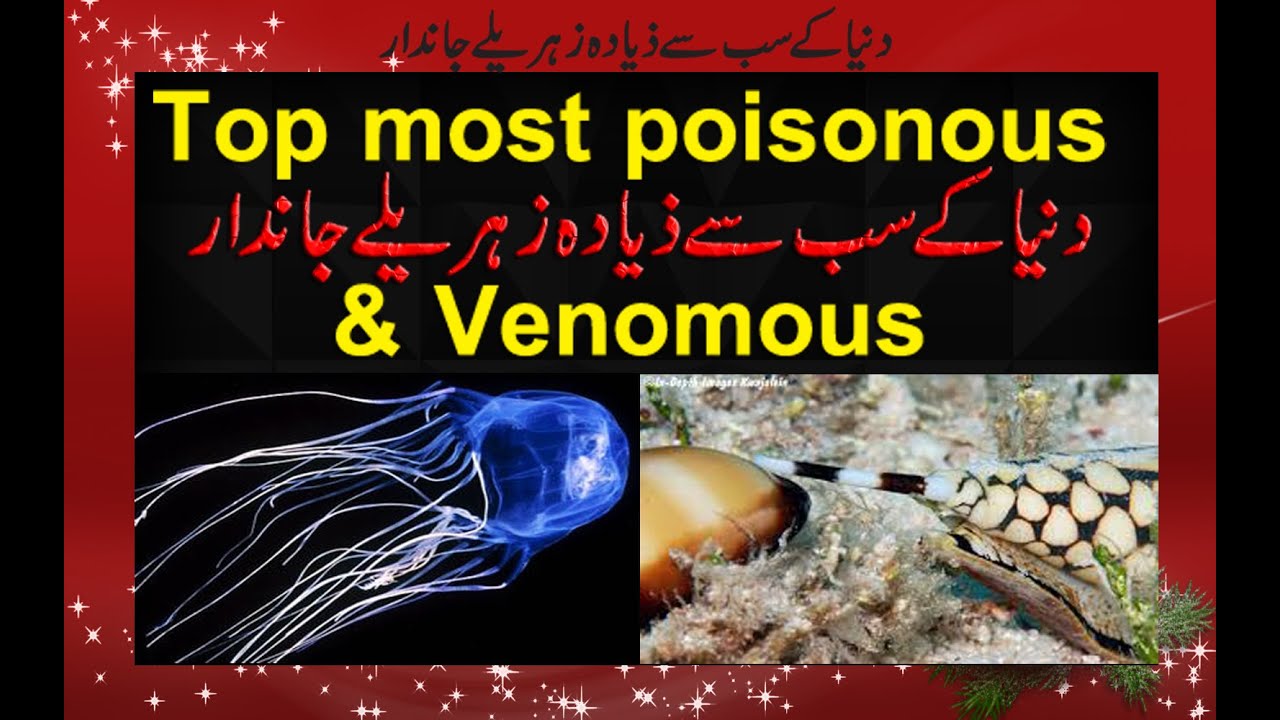 Top venomous and poisonous species - YouTube