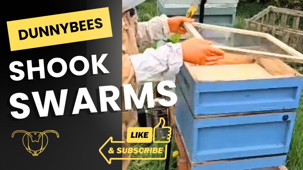 Shook Swarm Beekeeping: Boost Colony Health & Fight Varroa Naturally! 🐝 ...