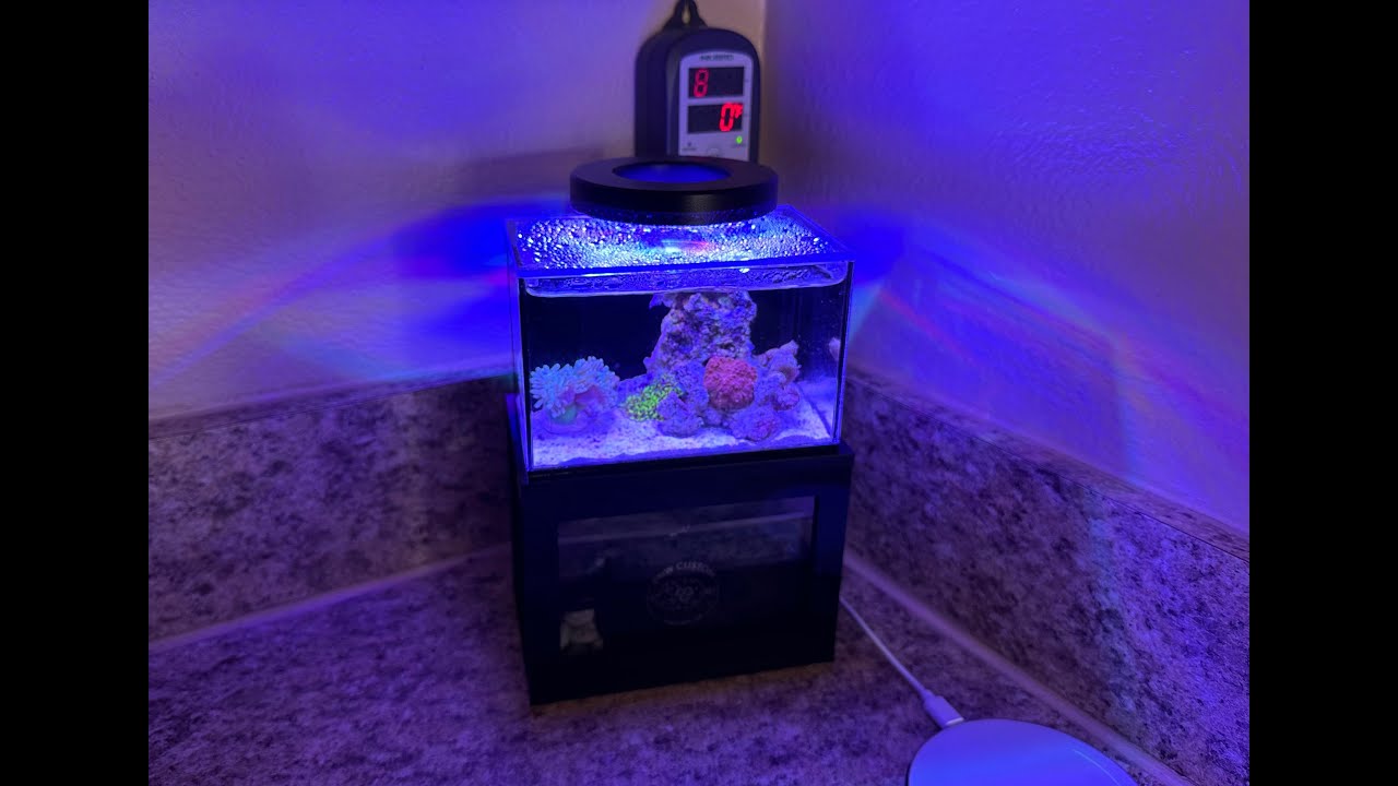 Worlds SMALLEST Reef Tank - YouTube
