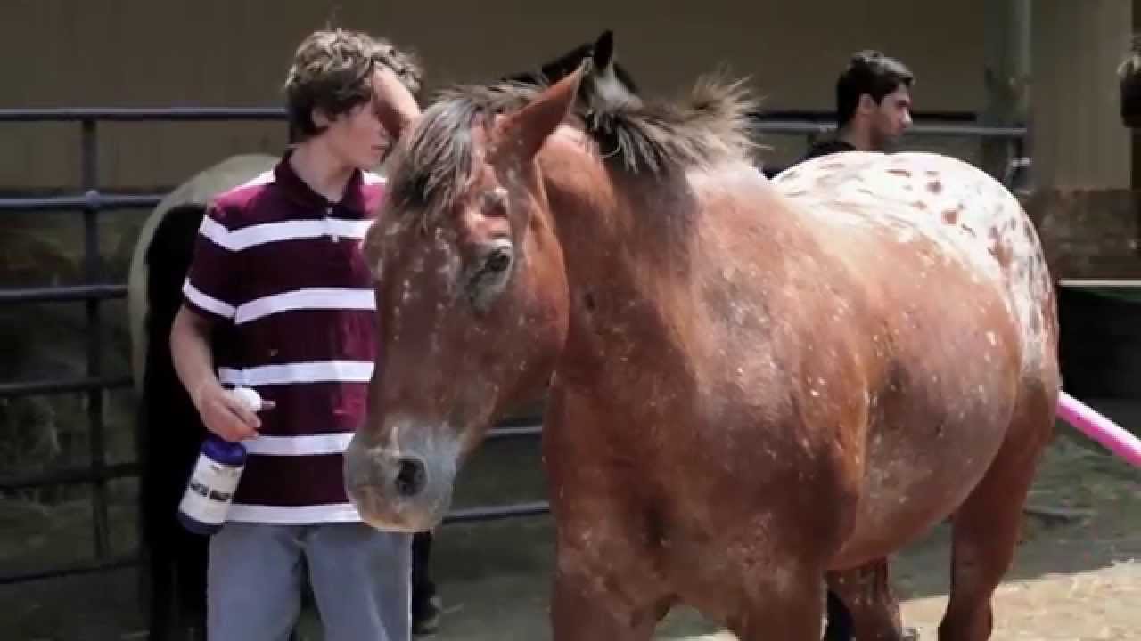 EAGALA at Northwest Passage: Equine Assisted Therapy - YouTube