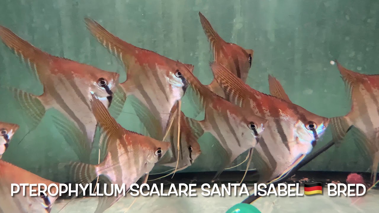 Pterophyllum scalare SANTA ISABEL🇩🇪 bred - YouTube