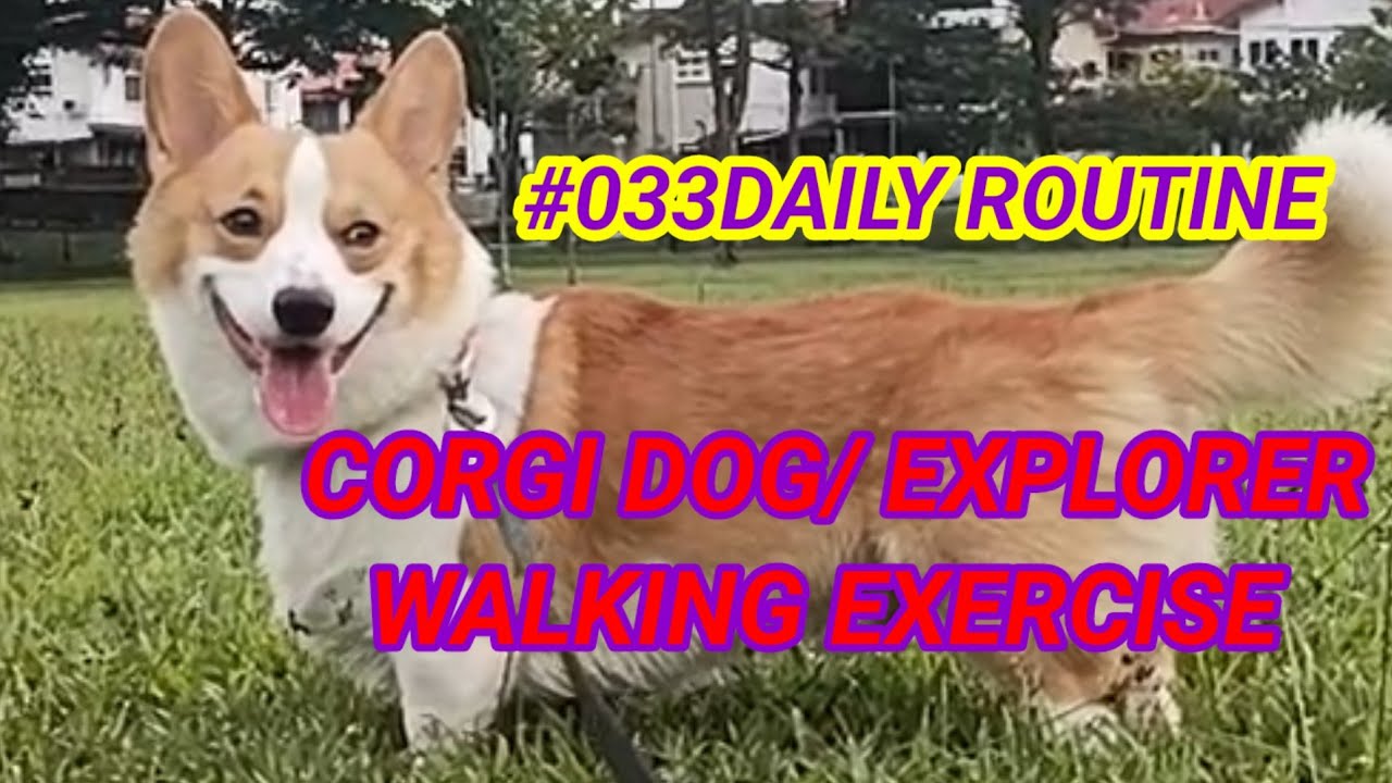 #033DAILY ROUTINE CORGI DOG/EXPLORER/WALKING EXERCISE #youtubevideo # ...