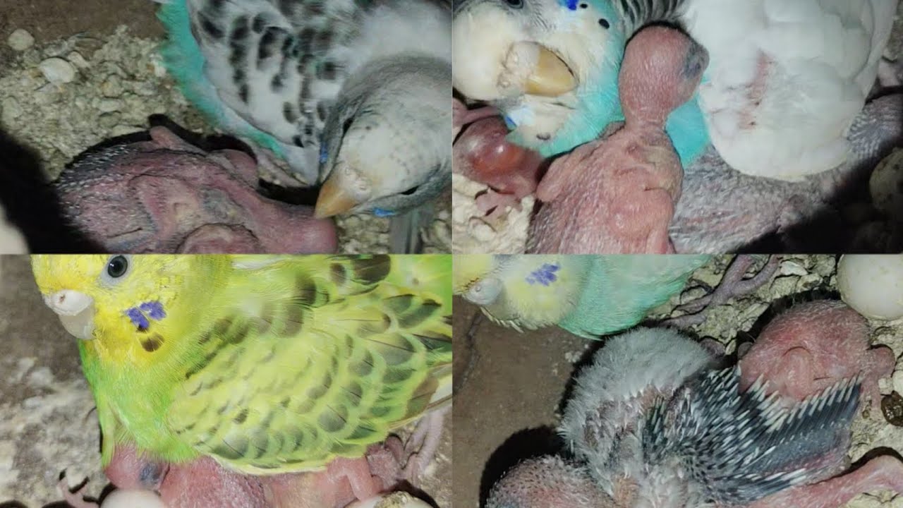 Super birding update budgies parrot 5 jodi ️🦜 - YouTube