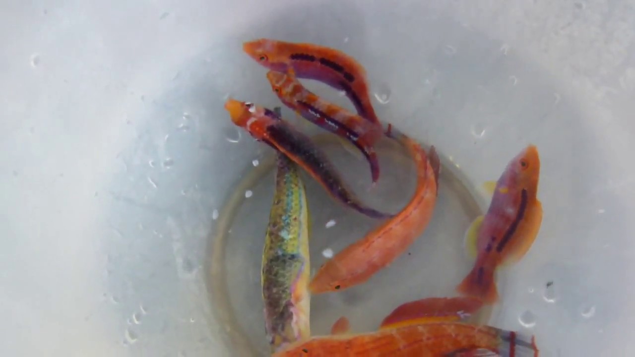 Skin worms or flukes Neobenedenia on Marine aquarium fish can be ...