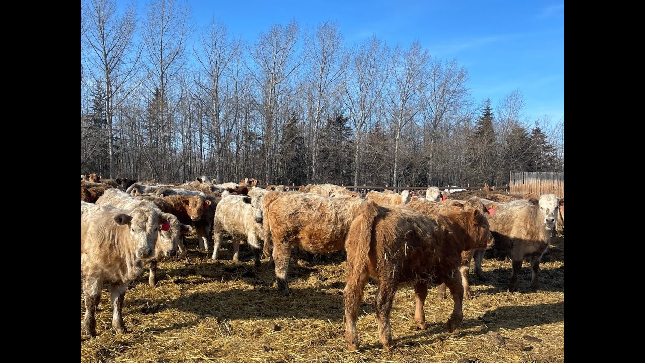 Range 45 Ranch Ltd. 830# Char X Heifers - YouTube