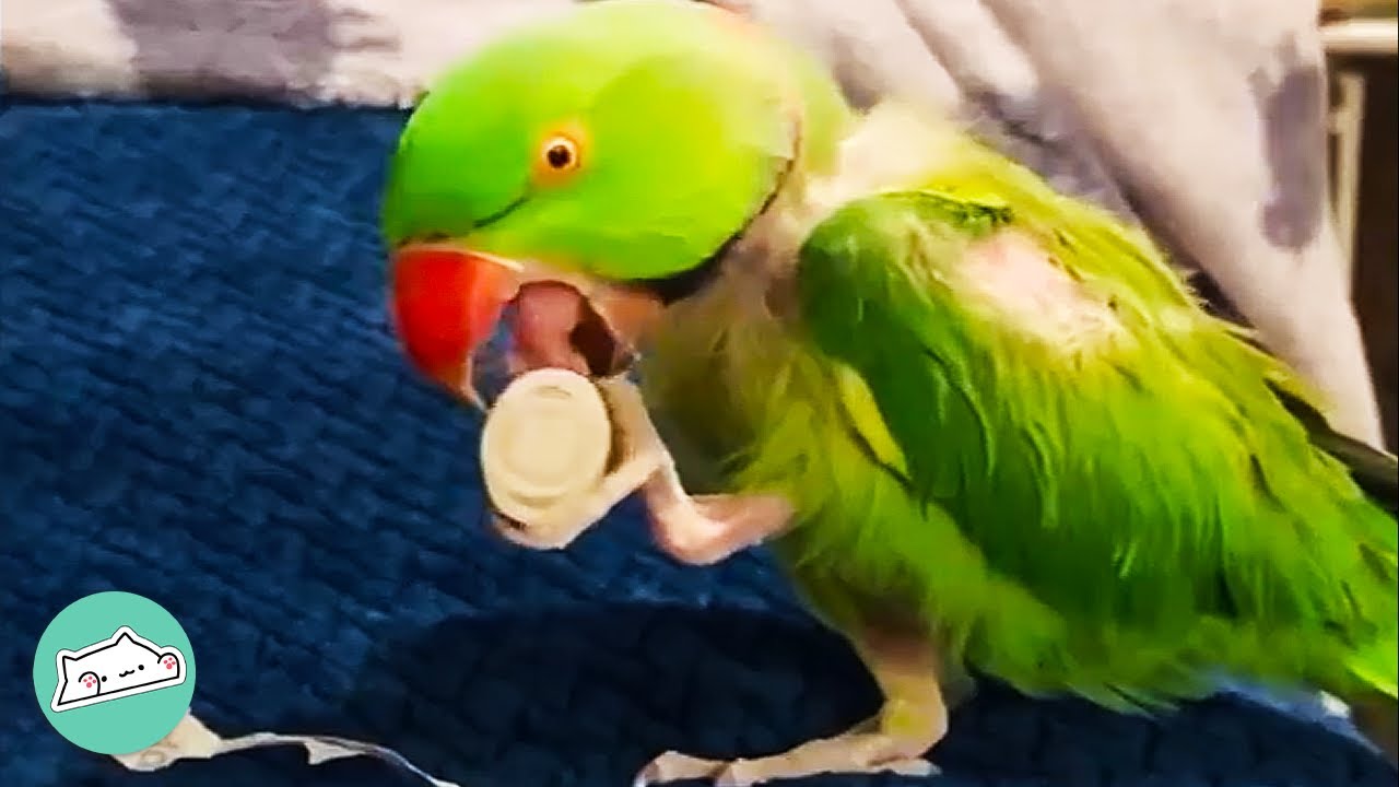 Parrot Sings Random Songs And Won’t Give Girl a Break | Cuddle Birds ...