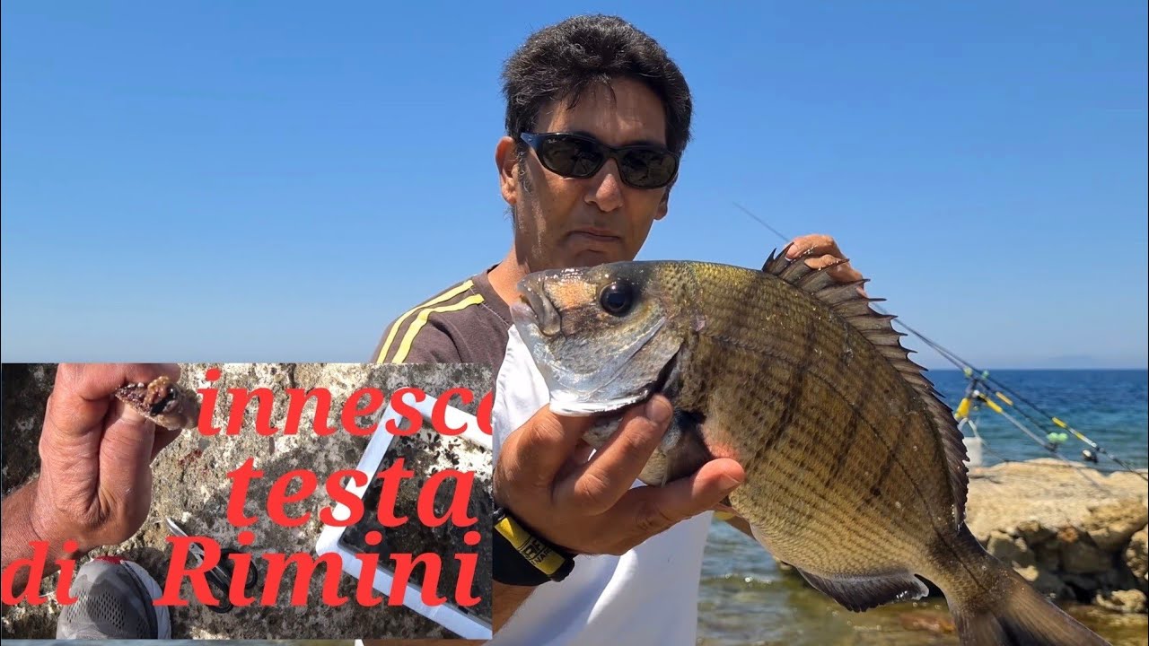 innesco la testa del verme di rimini,fishing with bobbit worm, e la uso ...