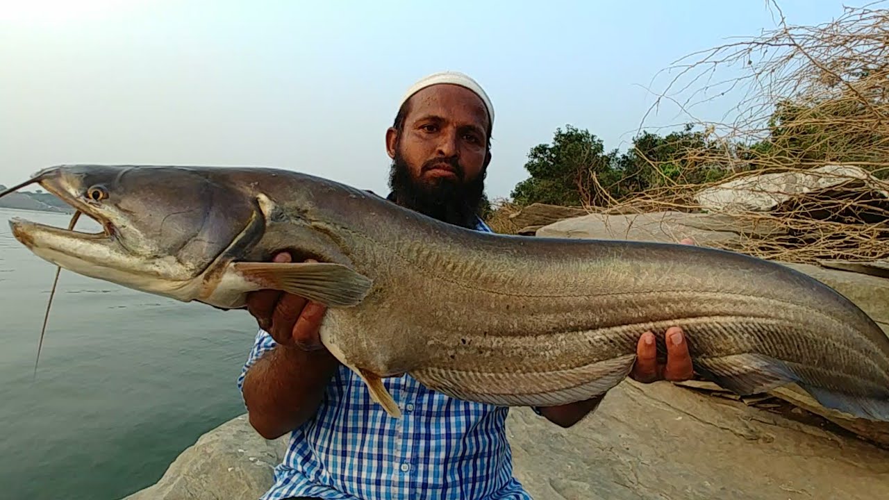 Incredible Big patan Monster fish catch||Big Patan fish||awesome fish ...