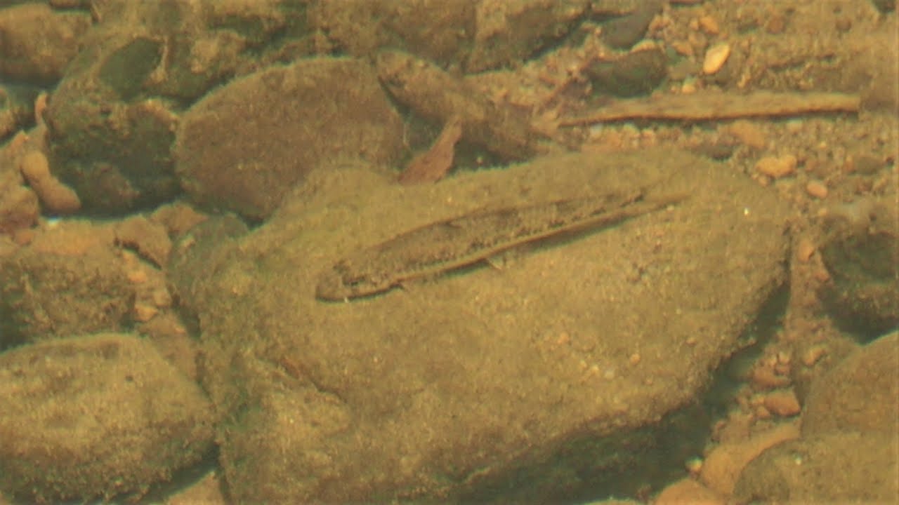 1090501七堵友蚋溪短吻小鰾鮈（Microphysogobio brevirostris）覓食記錄 - YouTube