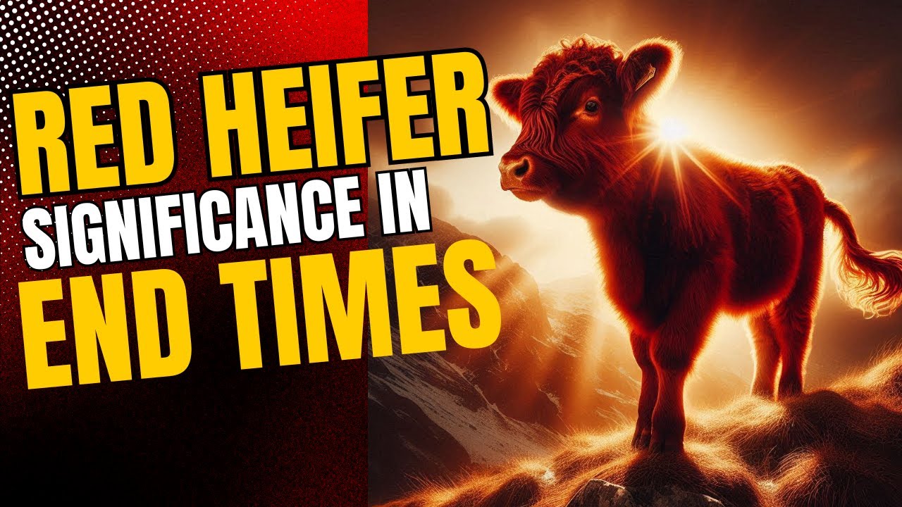 Prophetic Sign: The Red Heifers and Their Role in the End Times! - YouTube