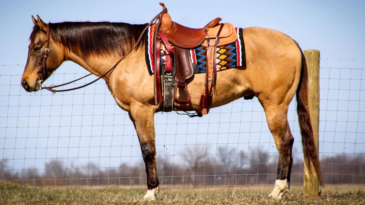 💵💲BUCK💲💵 - YouTube