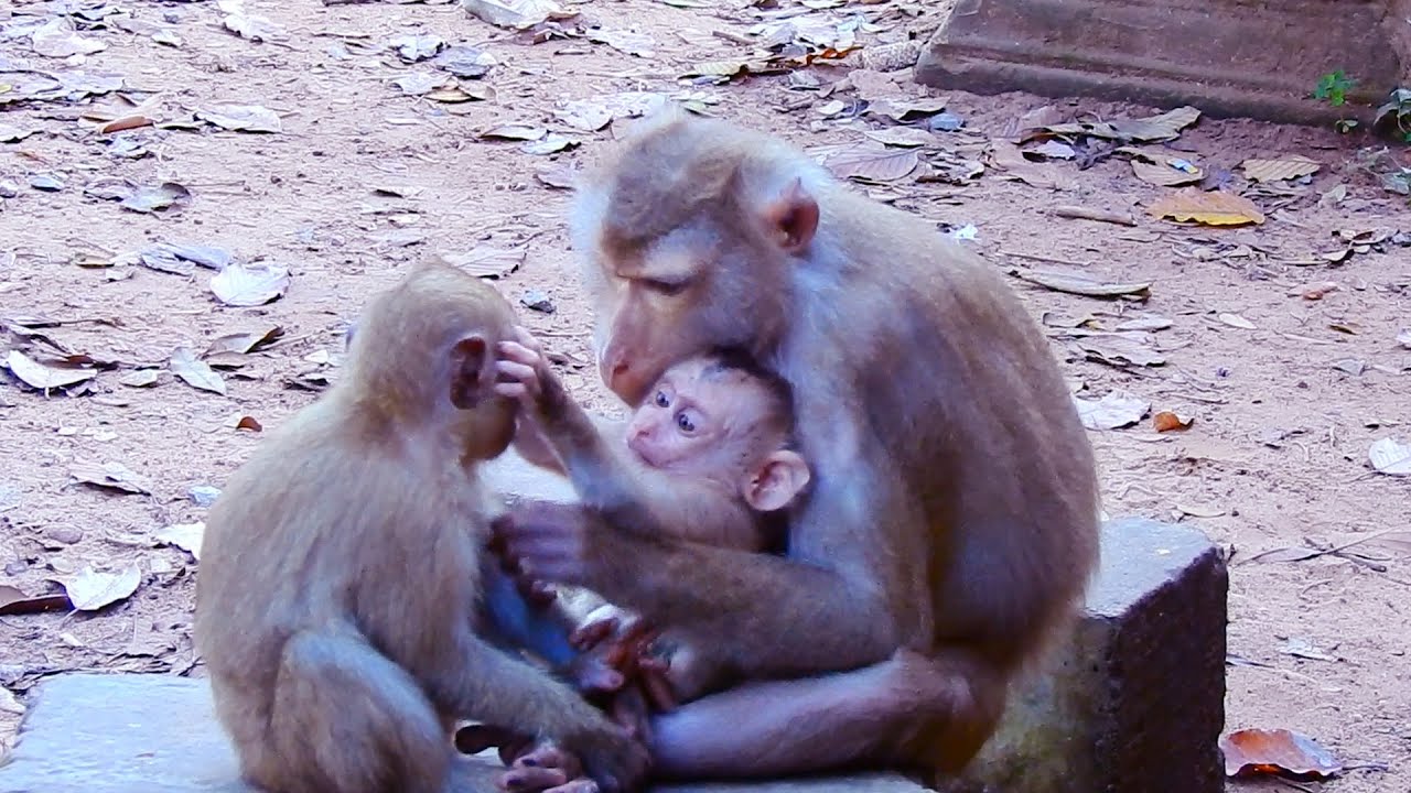 Moment baby Leo push sister Rainbow from mommy Libby - YouTube