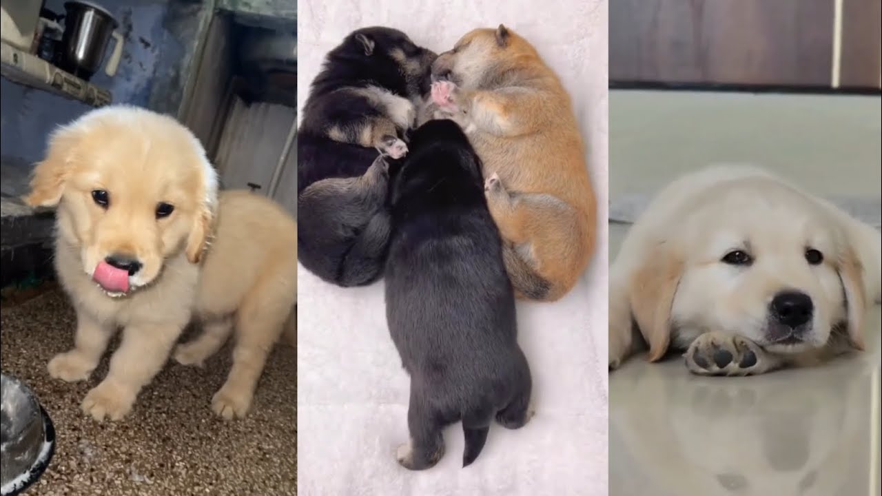 Cutest Puppies in The World - #6 🥰😍😂 | Cutest Dogs | Pets Cute Lovers ...